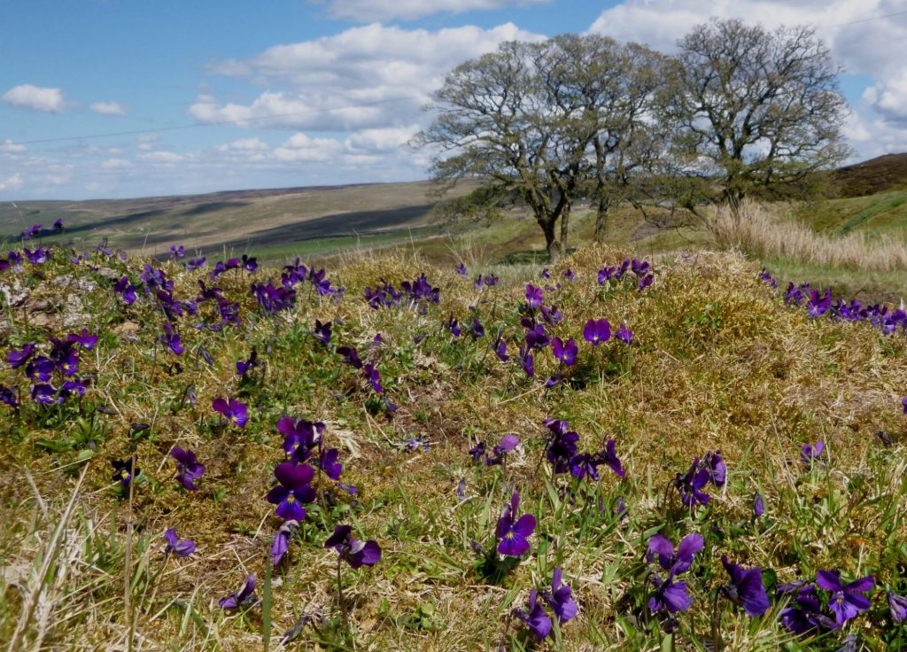 Isaac's Tea Trail - Isaac's Tea Trail